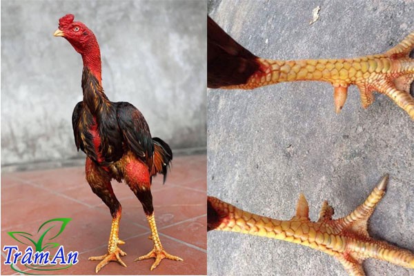 Bán trứng gà chọi thuần chủng- Trại gà nòi Trâm An - Nông Sản Trâm An