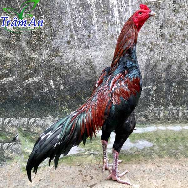 Cách chọn gà chọi đá hay - Đá đâu thắng đó - Trại gà nòi Trâm An